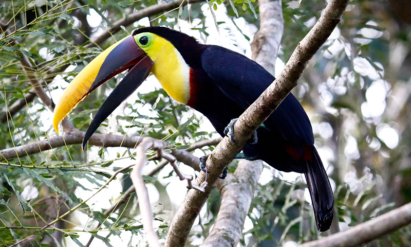 Meeting The Toucans of Arenal Rainforest | Who They Are, and How to See Them!